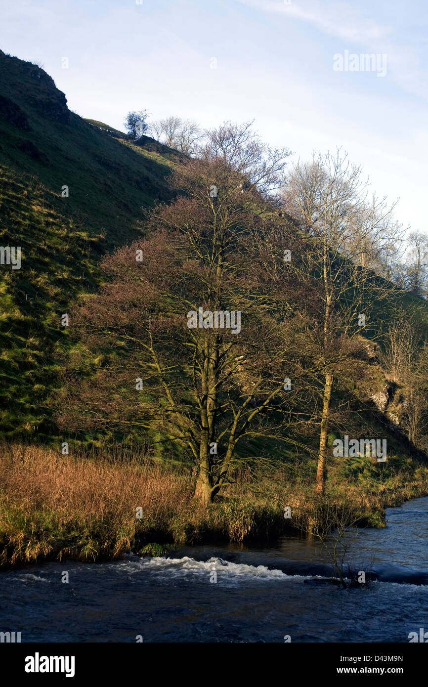 Ash tree growing beside river hi-res stock photography and images - Alamy