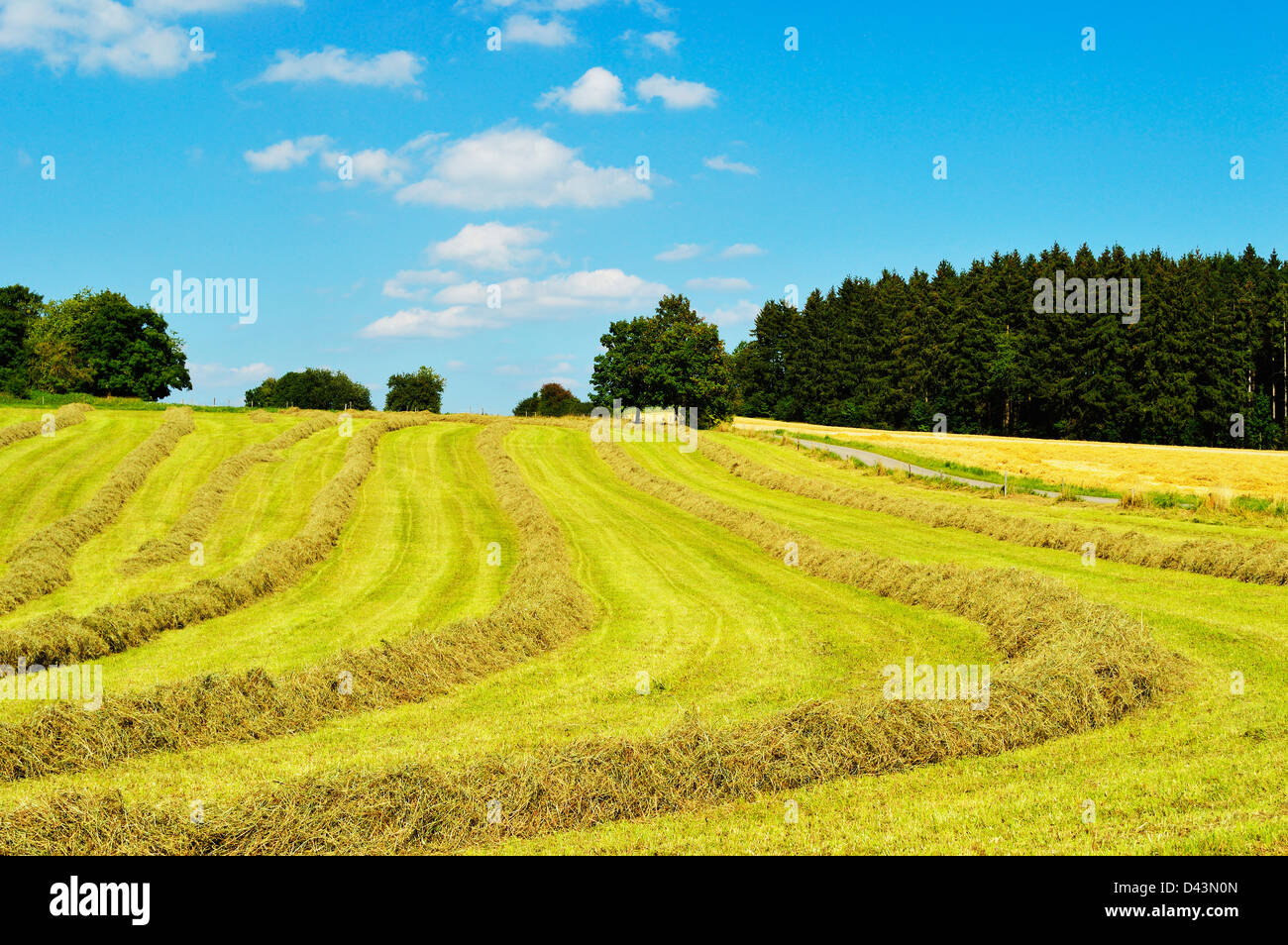 Schwarzwald baar hi-res stock photography and images - Alamy