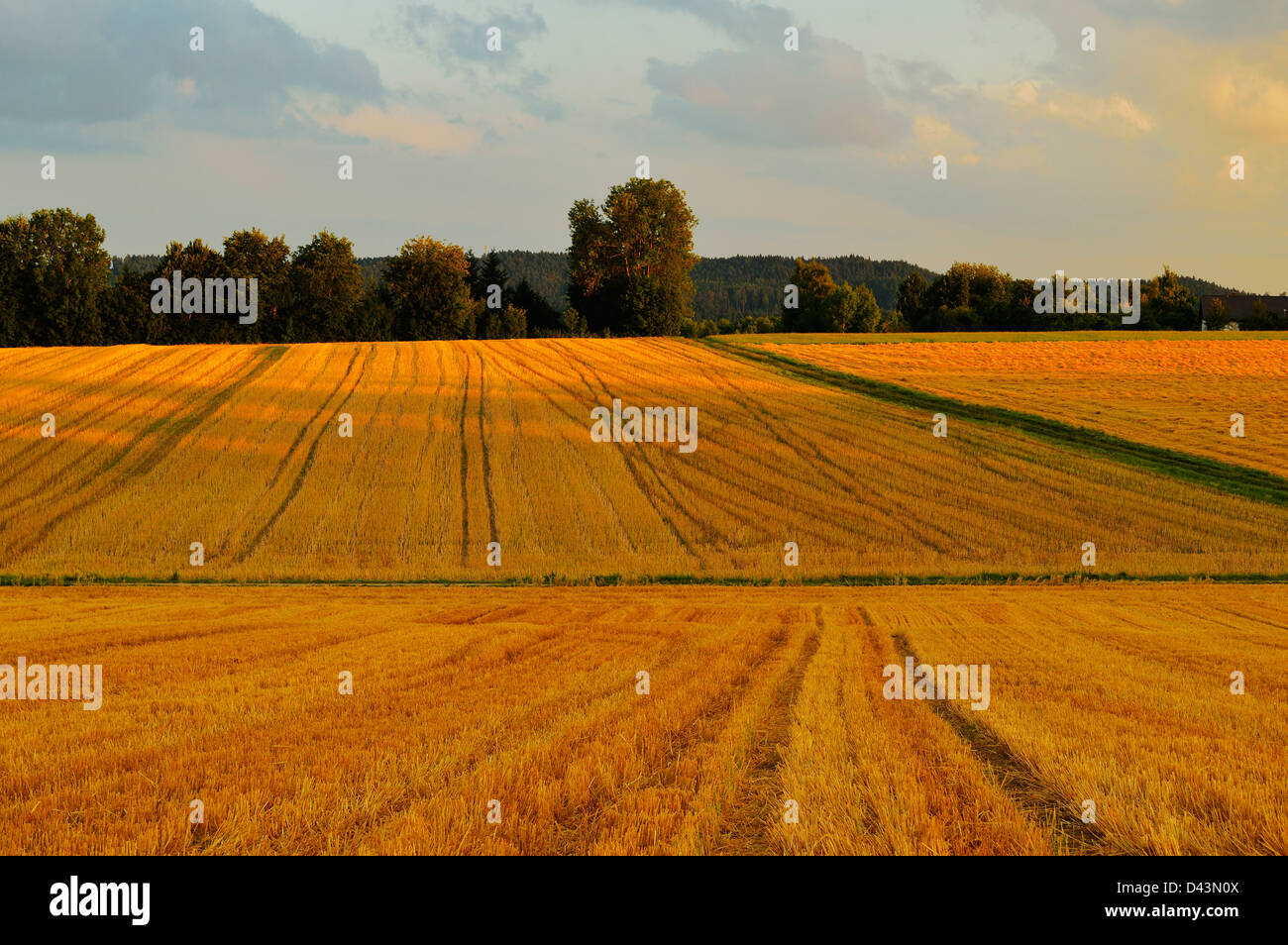 Schwarzwald baar hi-res stock photography and images - Alamy