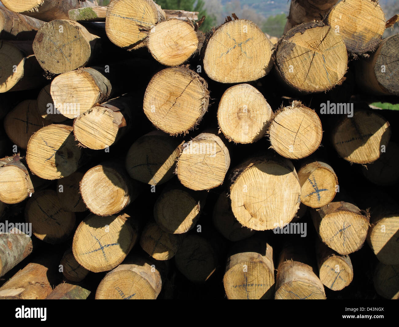 chestnut tree timber Stock Photo - Alamy