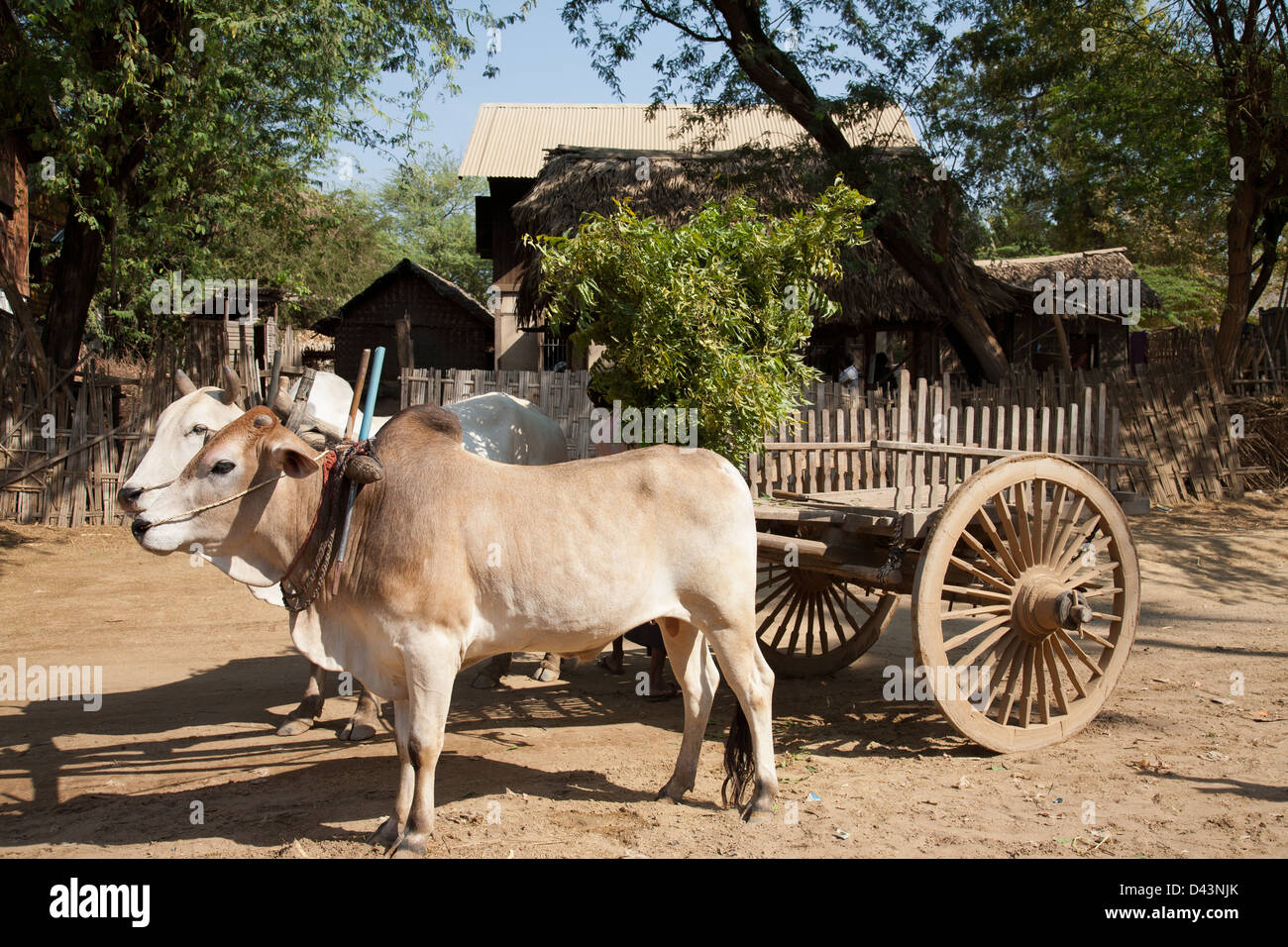 Ox cart New Bagan Burma Stock Photo - Alamy