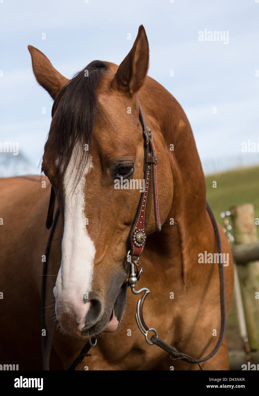 Reining hi-res stock photography and images - Alamy