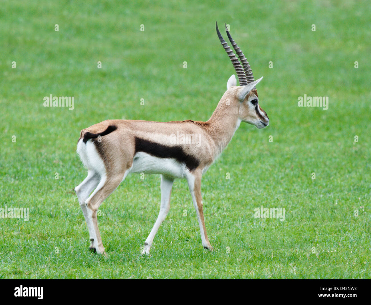 Thomsons gazelle on the african savanna hi-res stock photography and ...