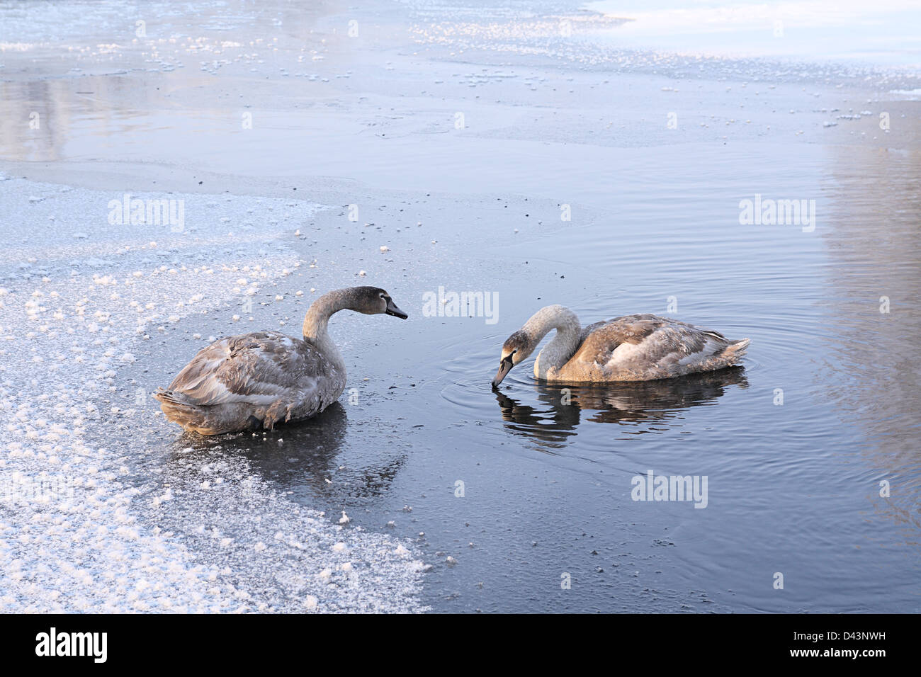 Two young swans floating among ice on winter morning Stock Photo - Alamy