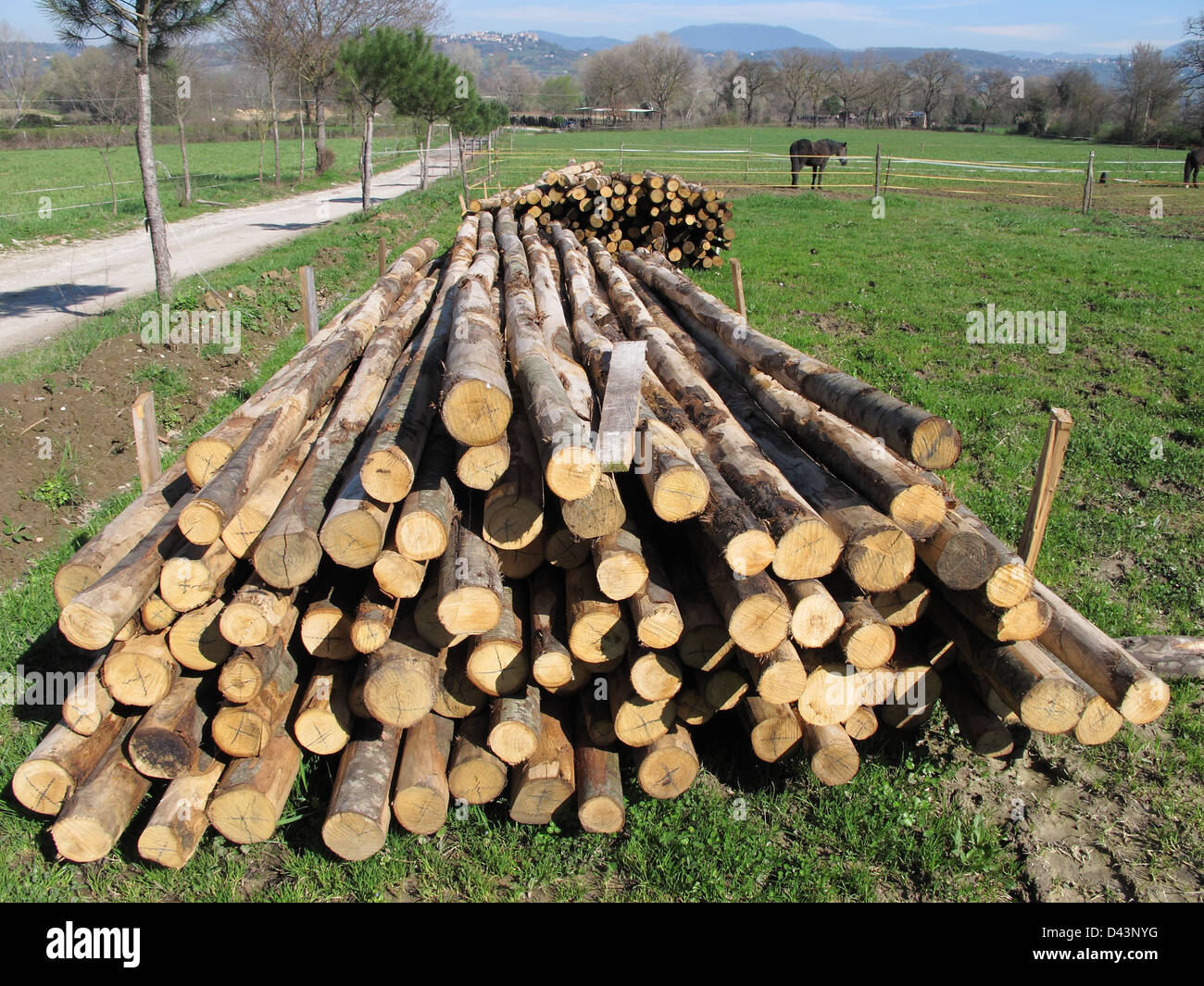 chestnut tree timber Stock Photo - Alamy