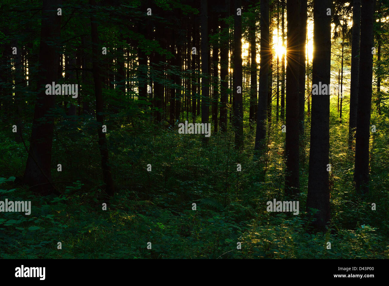 Schwarzwald baar hi-res stock photography and images - Alamy