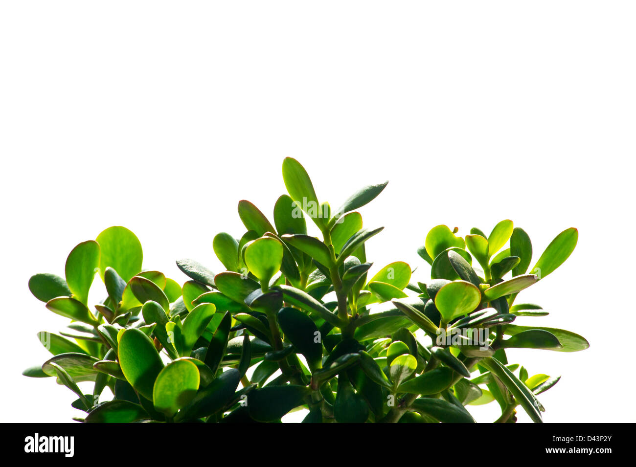 Dekokativnoye house plantin in home Stock Photo - Alamy