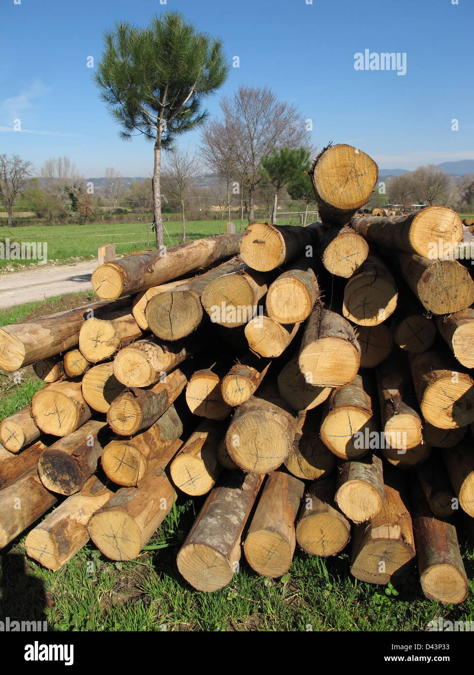 chestnut tree timber Stock Photo - Alamy