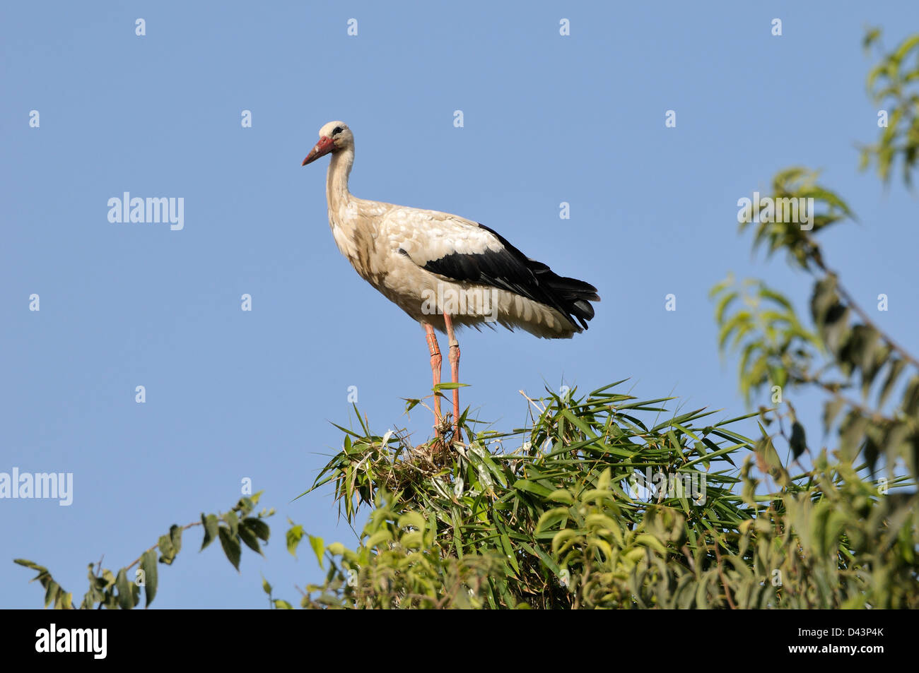Stork in tree hi-res stock photography and images - Alamy