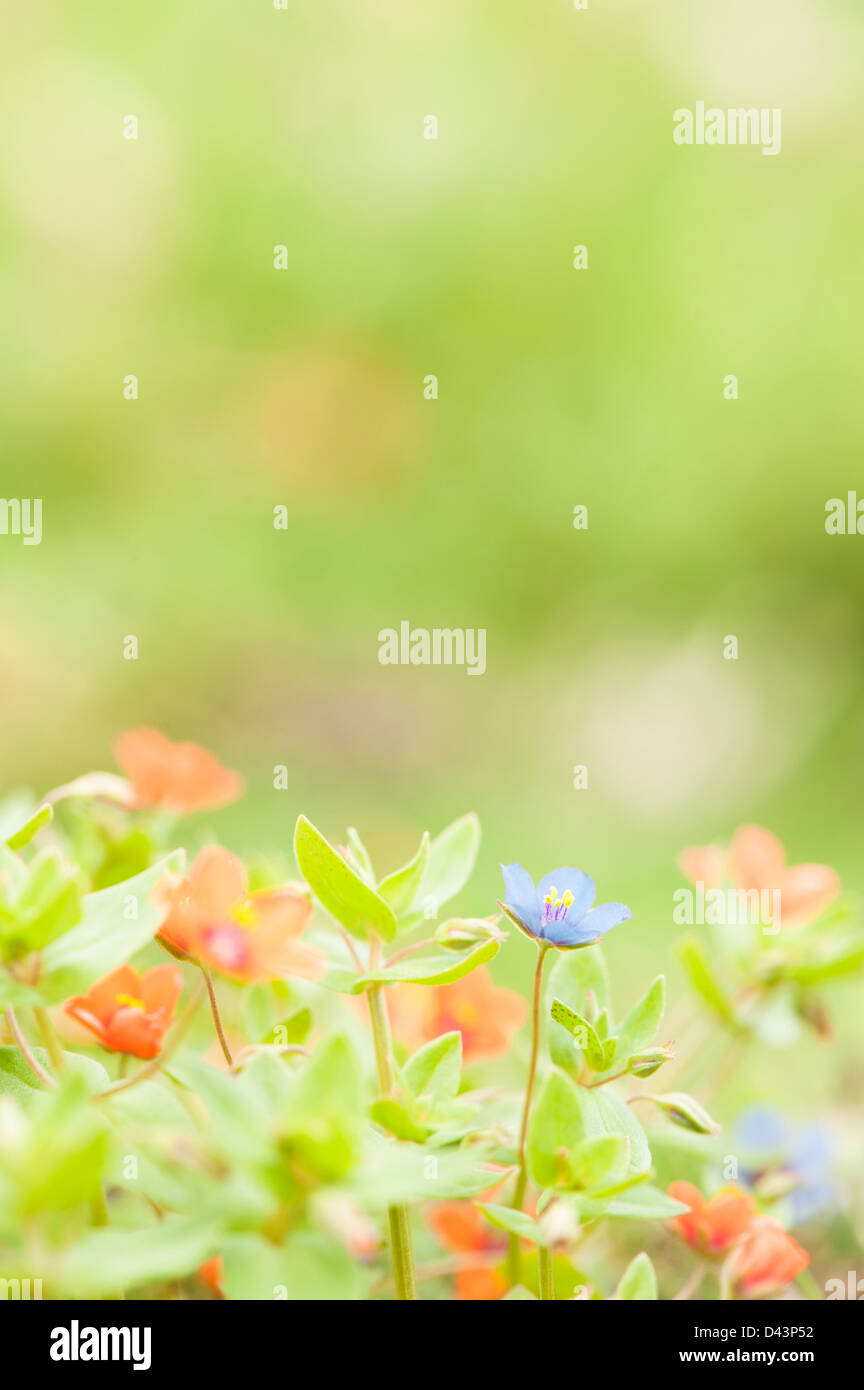 Blue flowering Scarlet Pimpernel, Anagallis arvensis Stock Photo - Alamy Blue flowering Scarlet Pimpernel, Anagallis arvensis Stock Photo - Alamy