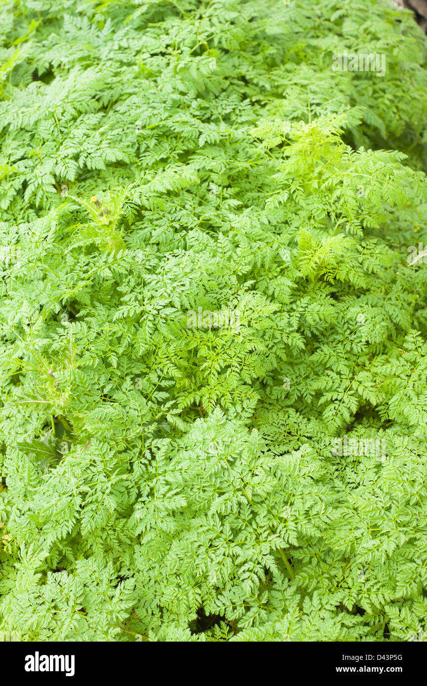 Leaves of Poison Hemlock, Conium maculatum Stock Photo - Alamy