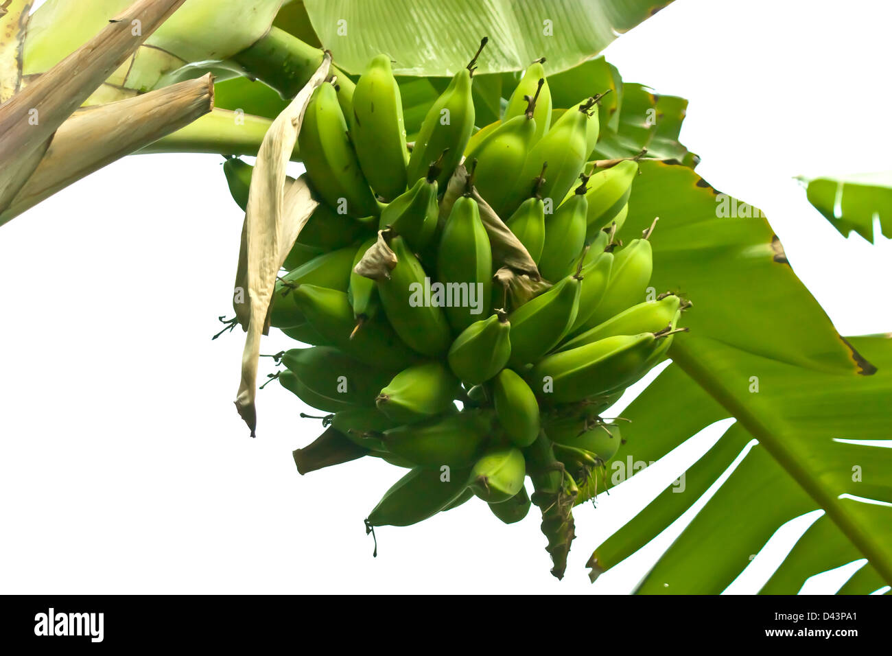 Banana palms hi-res stock photography and images - Alamy