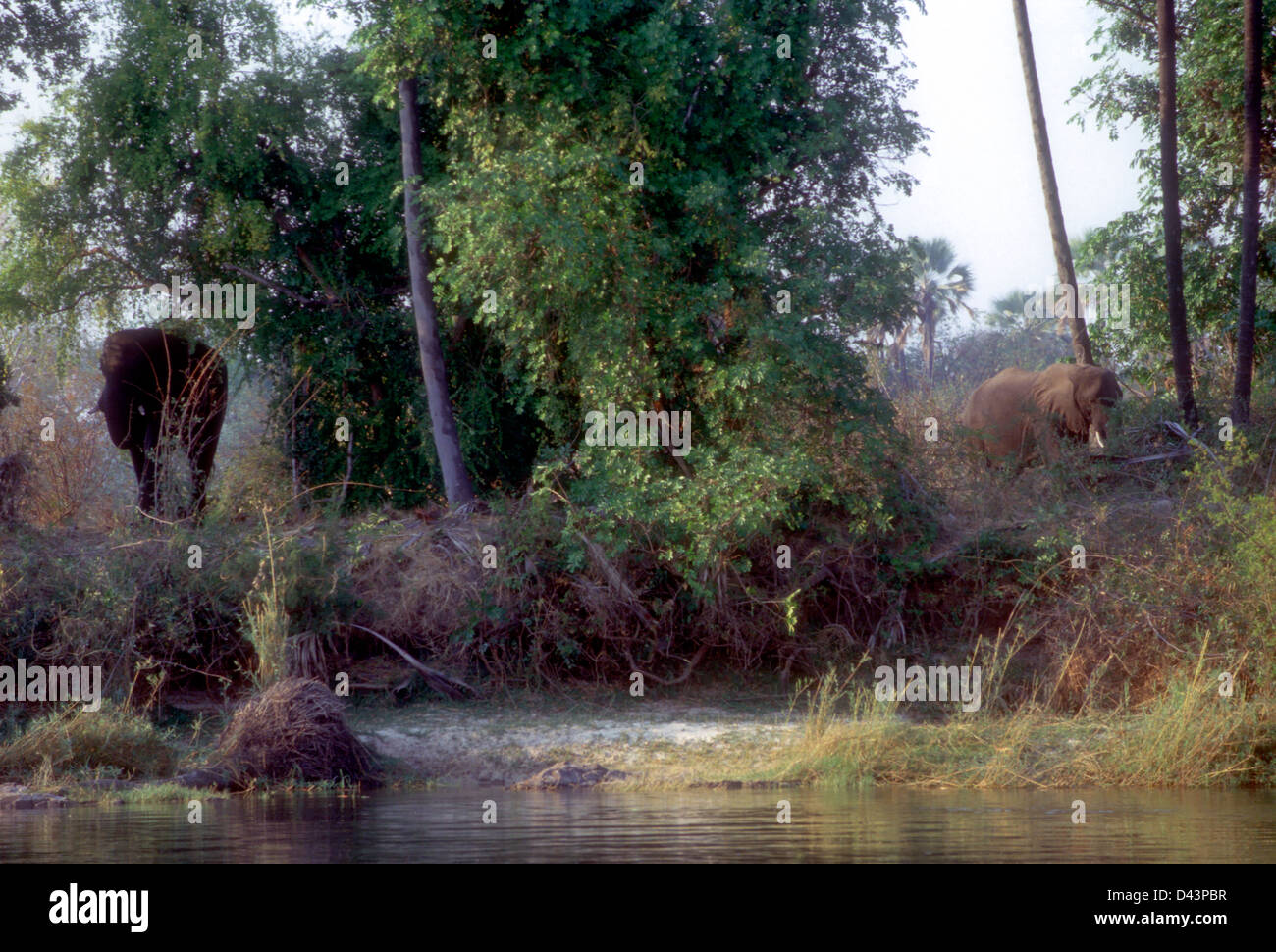 Two elephants roaming forest by the Zambezi river in Zimbabwe Stock ...