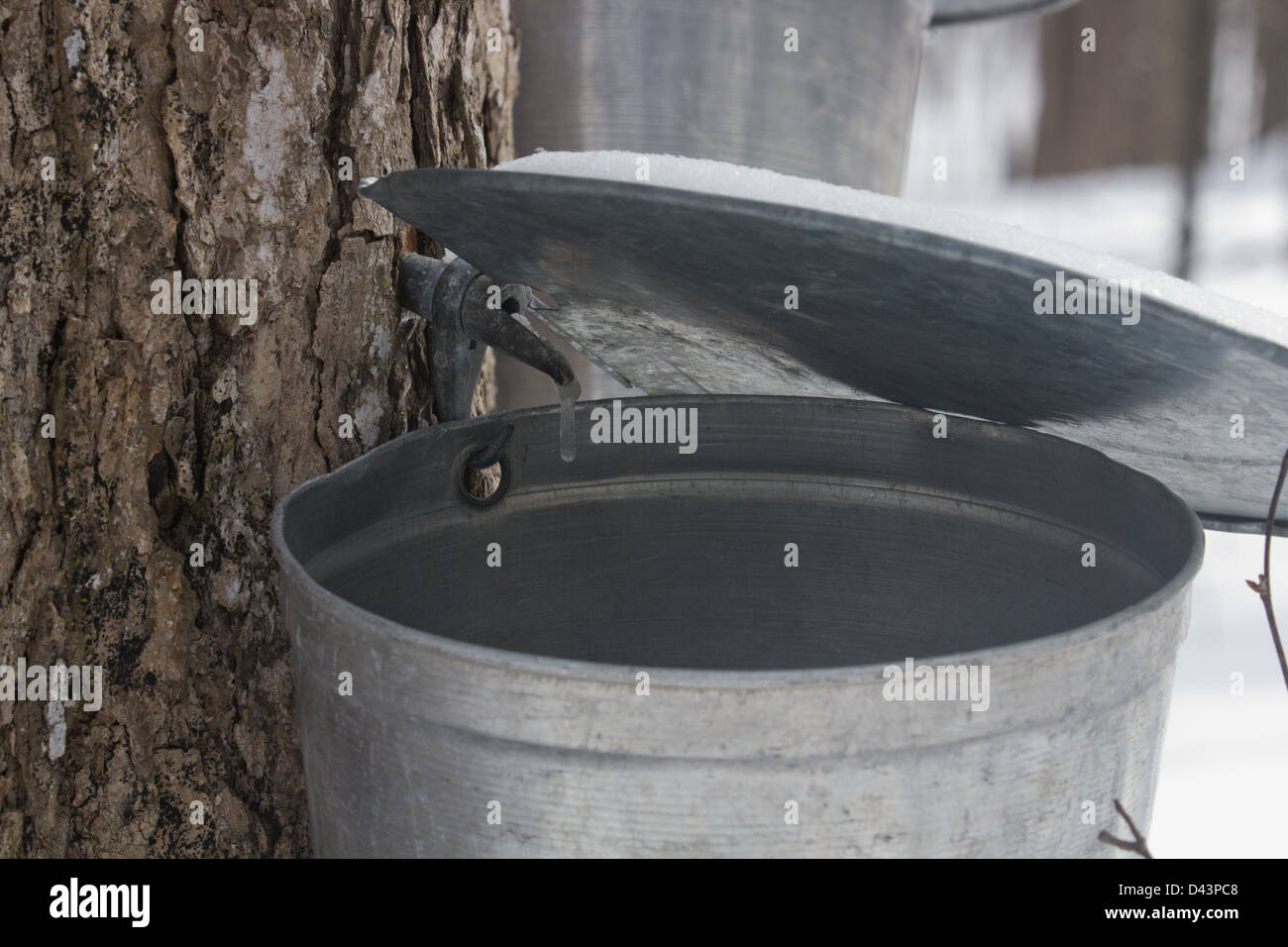Tapped maple tree close up Stock Photo - Alamy