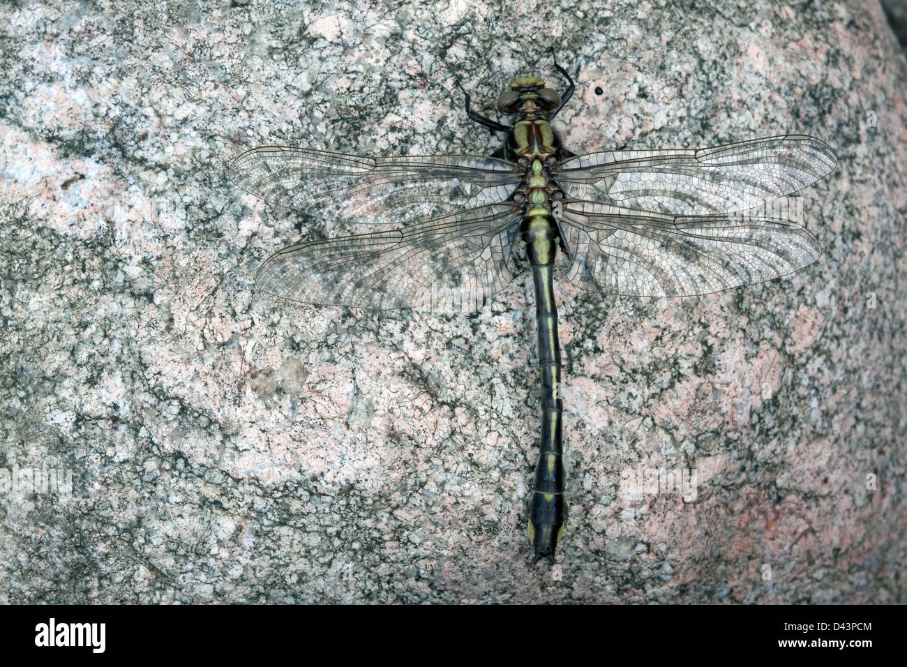 Young dragonfly hi-res stock photography and images - Alamy