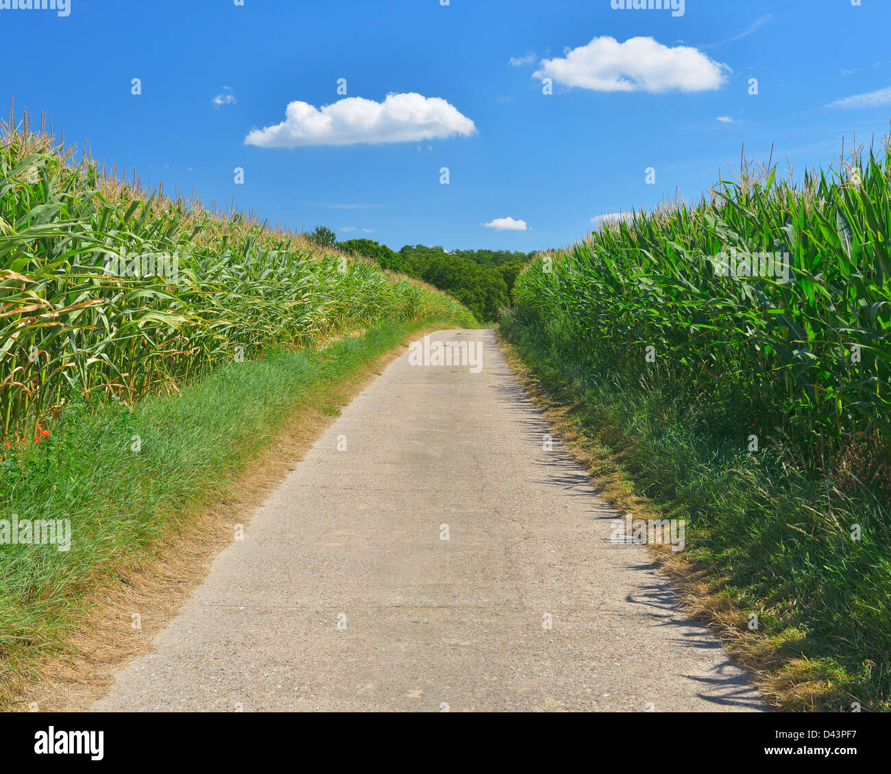 Pathway through cornfield hi-res stock photography and images - Alamy