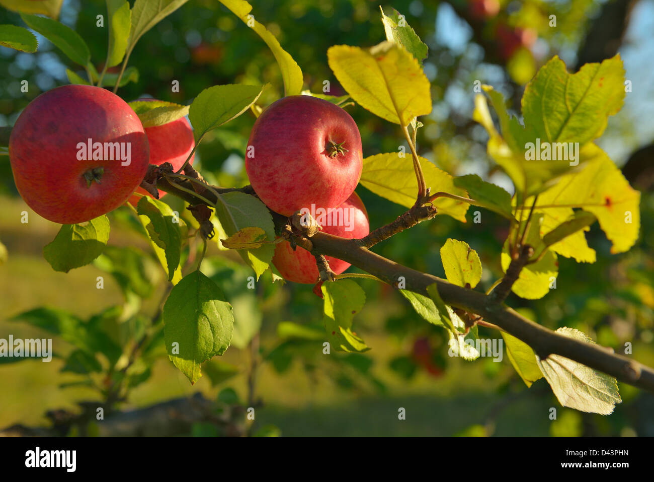 German Apple Orchard High Resolution Stock Photography and Images - Alamy