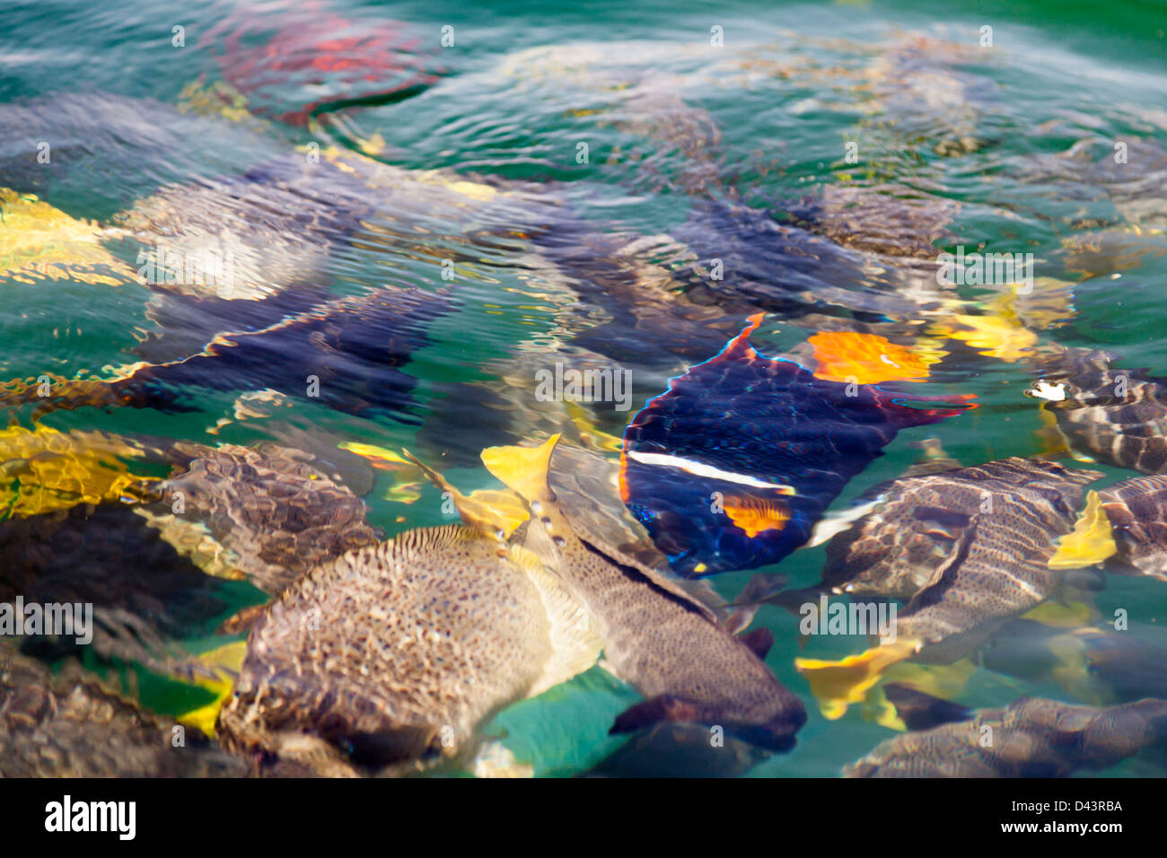Exotic fish in the pacific ocean, Mexico Stock Photo - Alamy