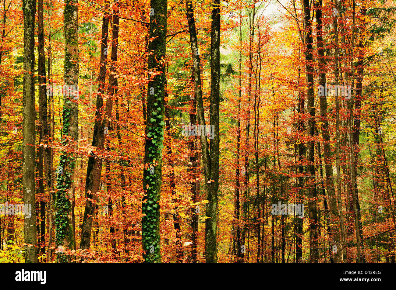 Western baar hi-res stock photography and images - Alamy