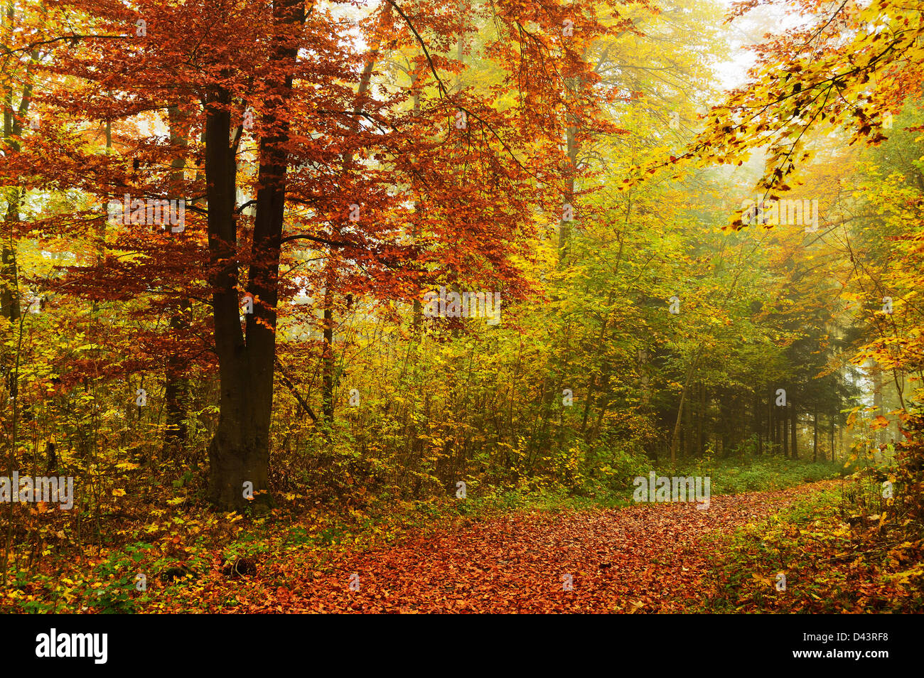 Western baar hi-res stock photography and images - Alamy