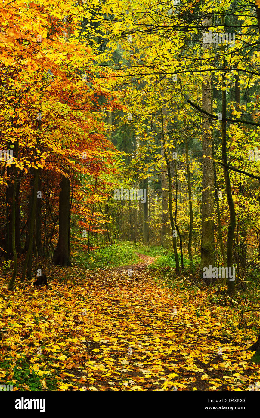 Western baar hi-res stock photography and images - Alamy