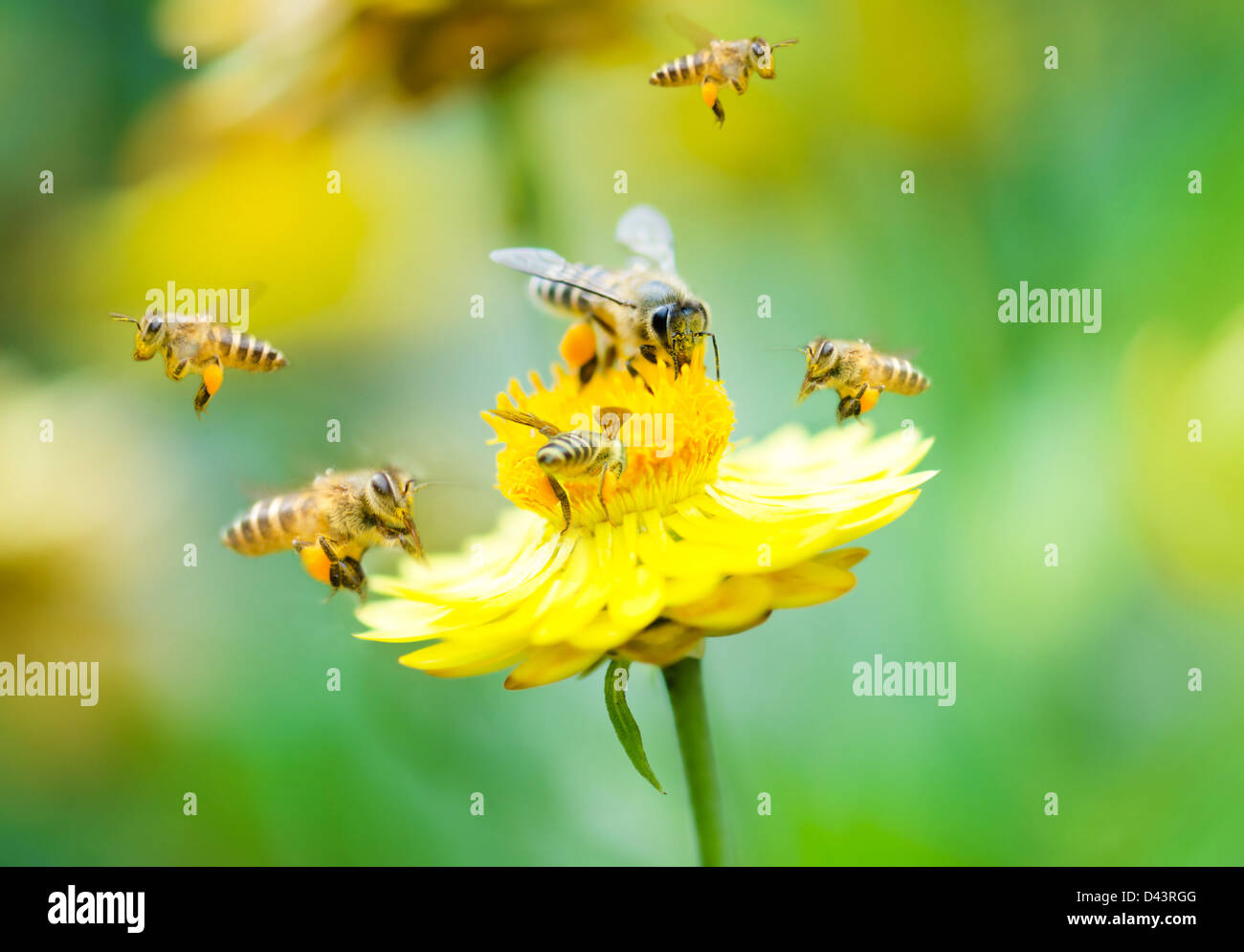 Close up group of bees on a daisy flower Stock Photo - Alamy