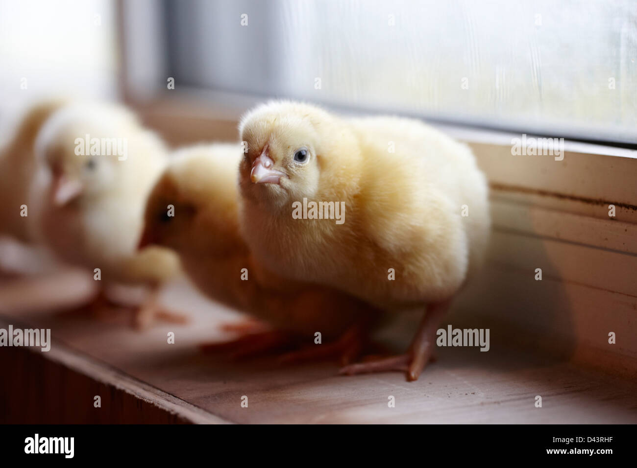 Baby chickens hi-res stock photography and images - Alamy