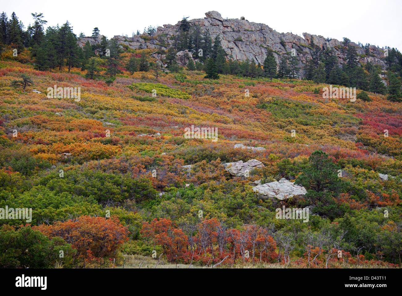 Scrub oak us hi-res stock photography and images - Alamy