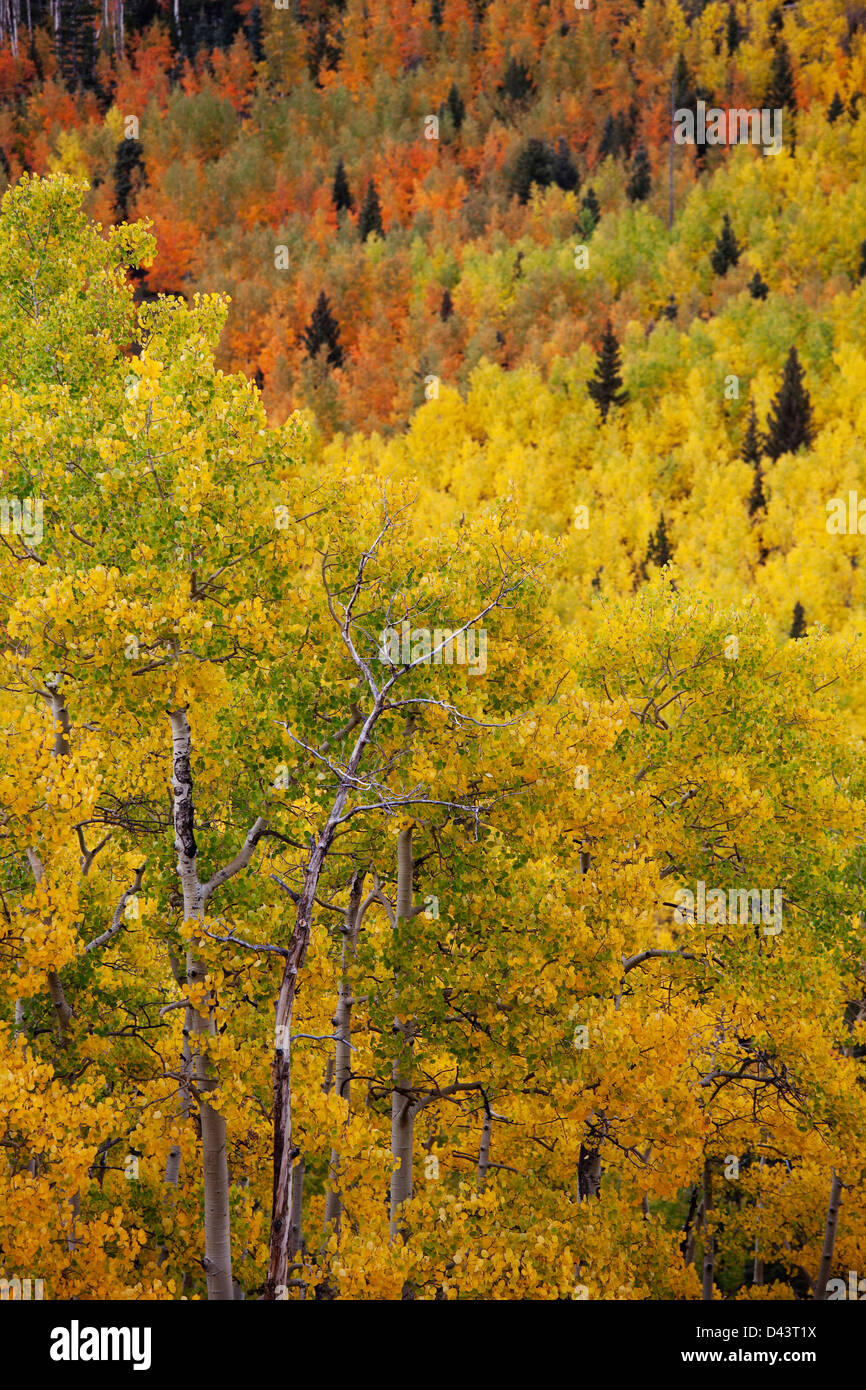 Aspen Trees in Autumn, Colorado, USA Stock Photo - Alamy