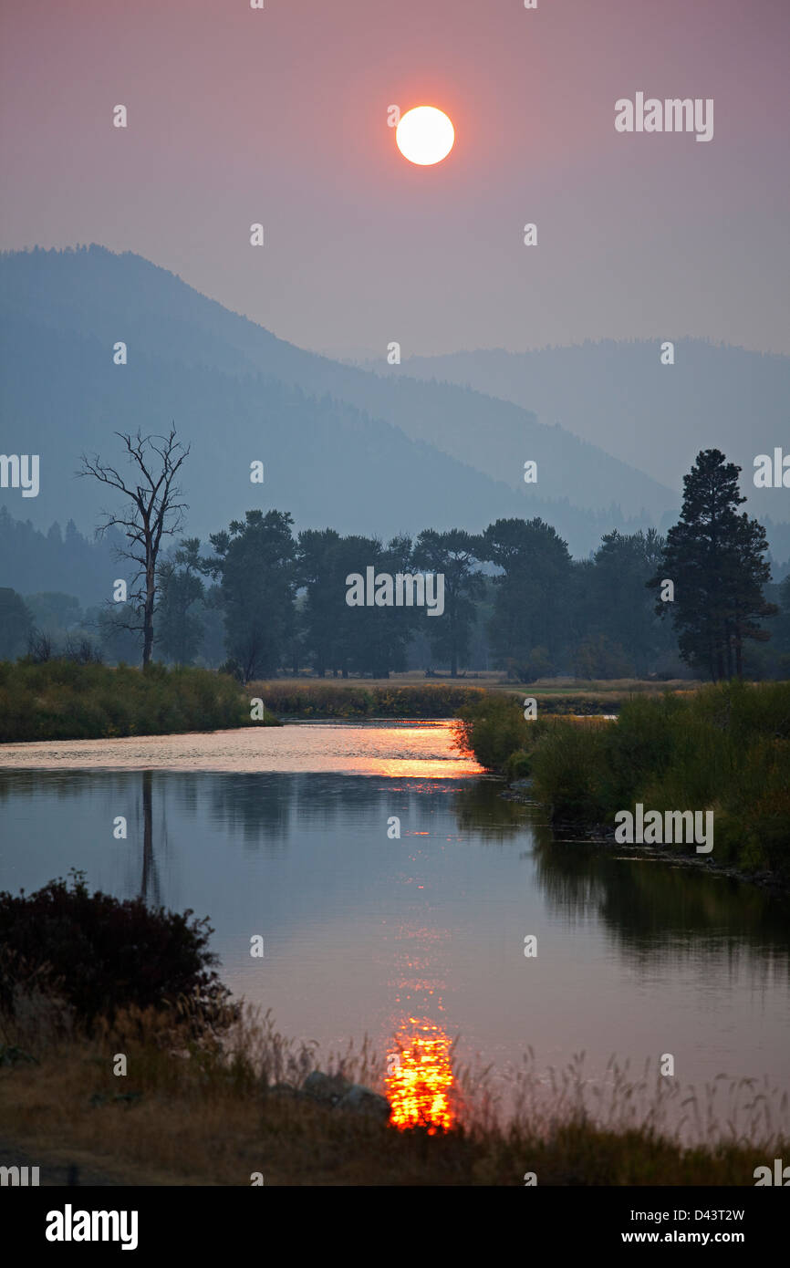 American smoke bush hi-res stock photography and images - Alamy
