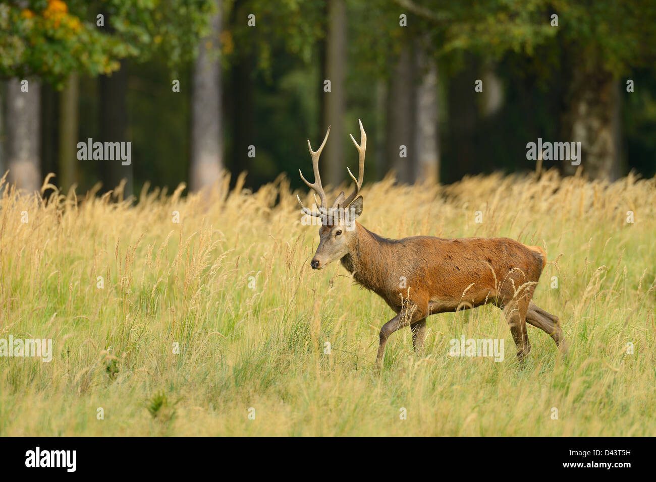 Male red deer side view hi-res stock photography and images - Alamy