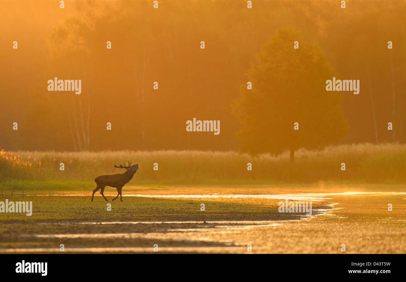 Deer scream hi-res stock photography and images - Alamy