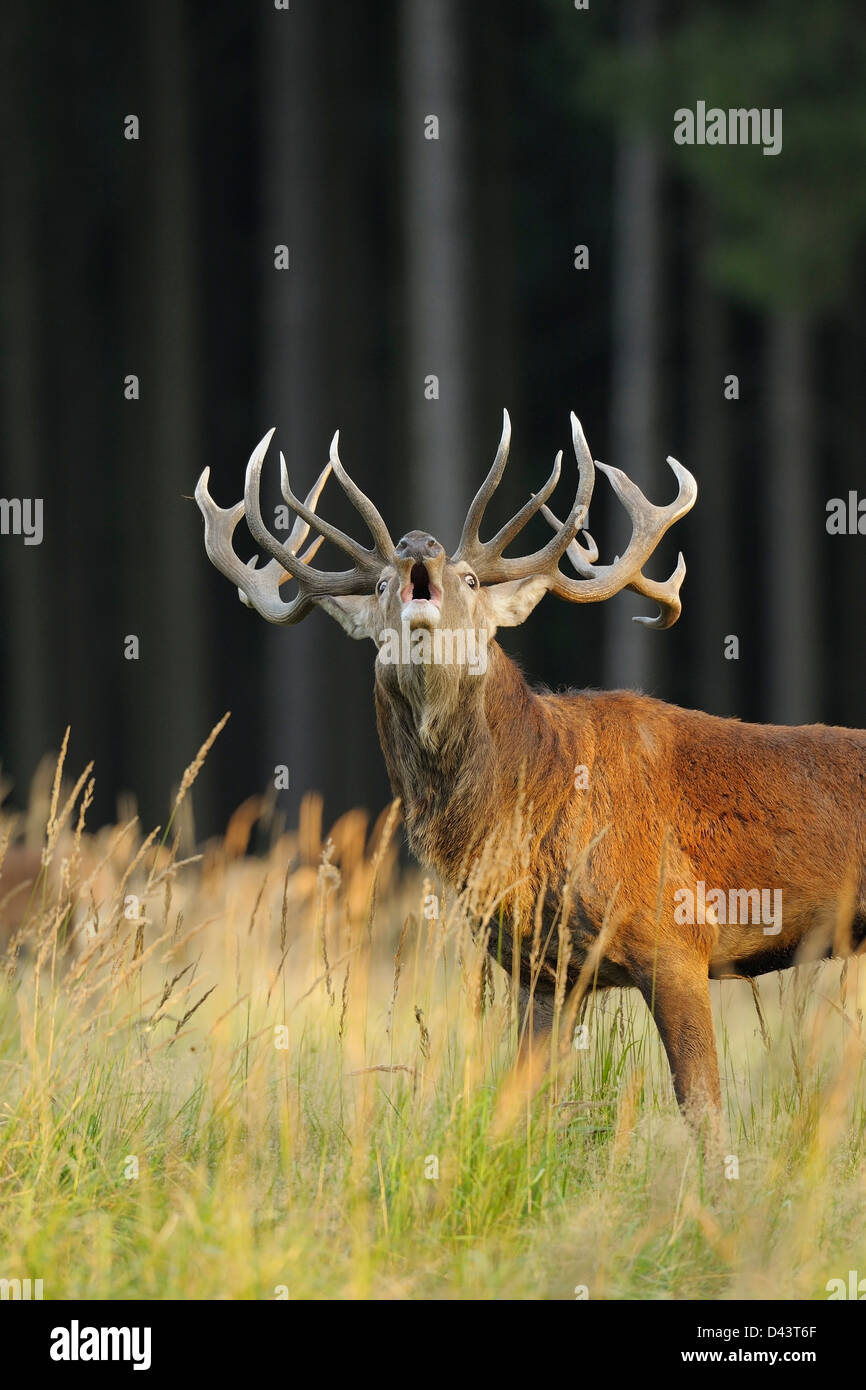 Rutting Images High Resolution Stock Photography and Images - Alamy