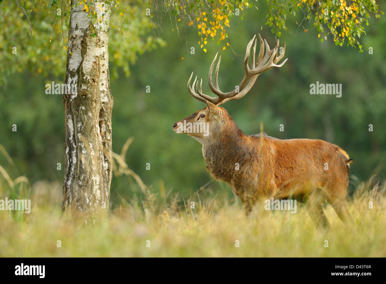 Male red deer side view hi-res stock photography and images - Alamy