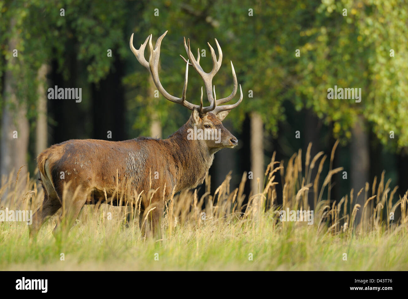 Red Deer, Saxony, Germany Stock Photo - Alamy