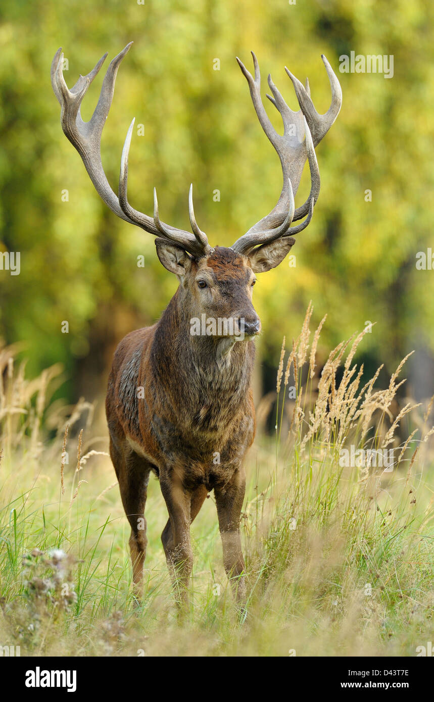 Non ruminant animal hi-res stock photography and images - Alamy