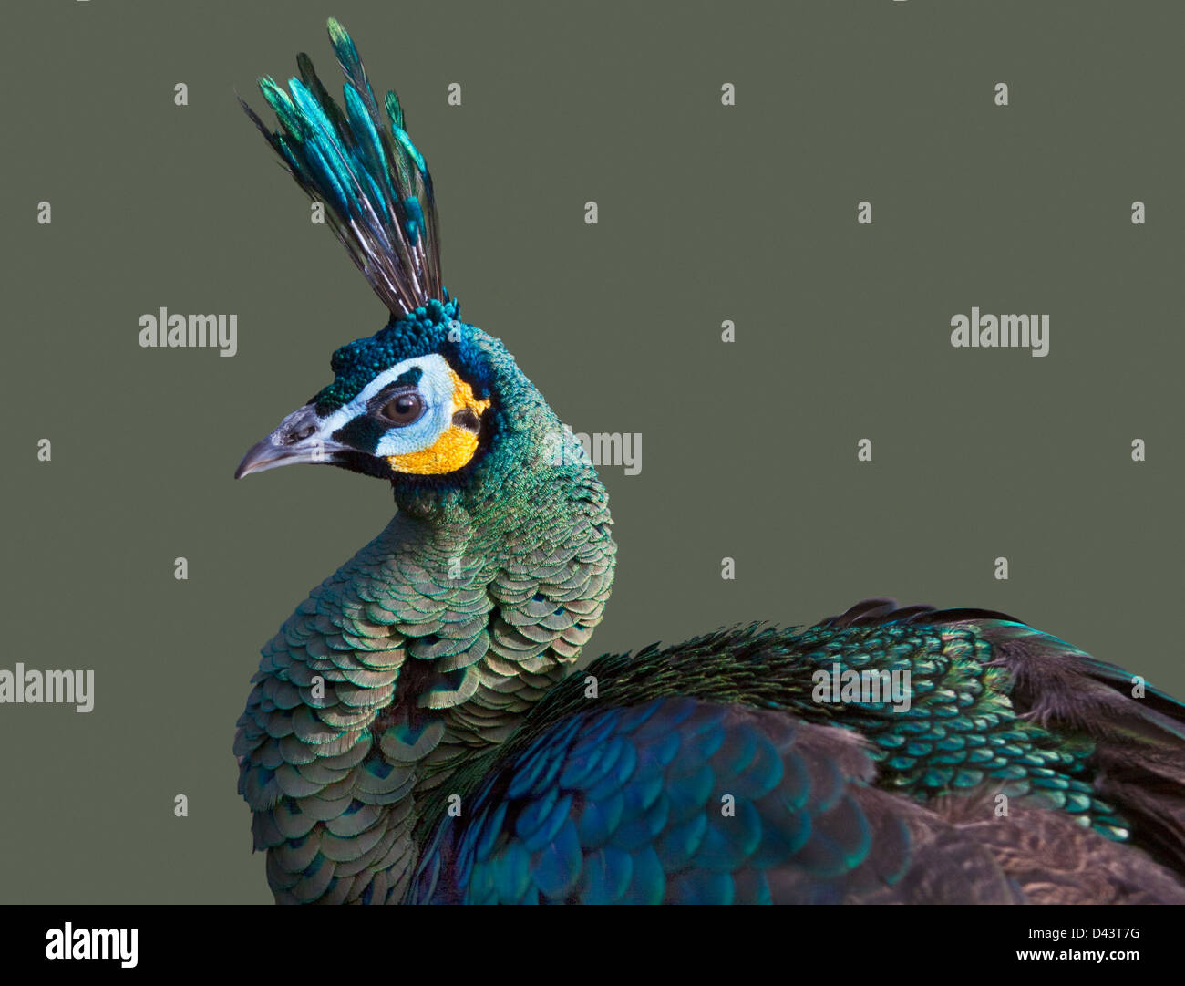Green Peafowl (pavo muticus) male Stock Photo - Alamy