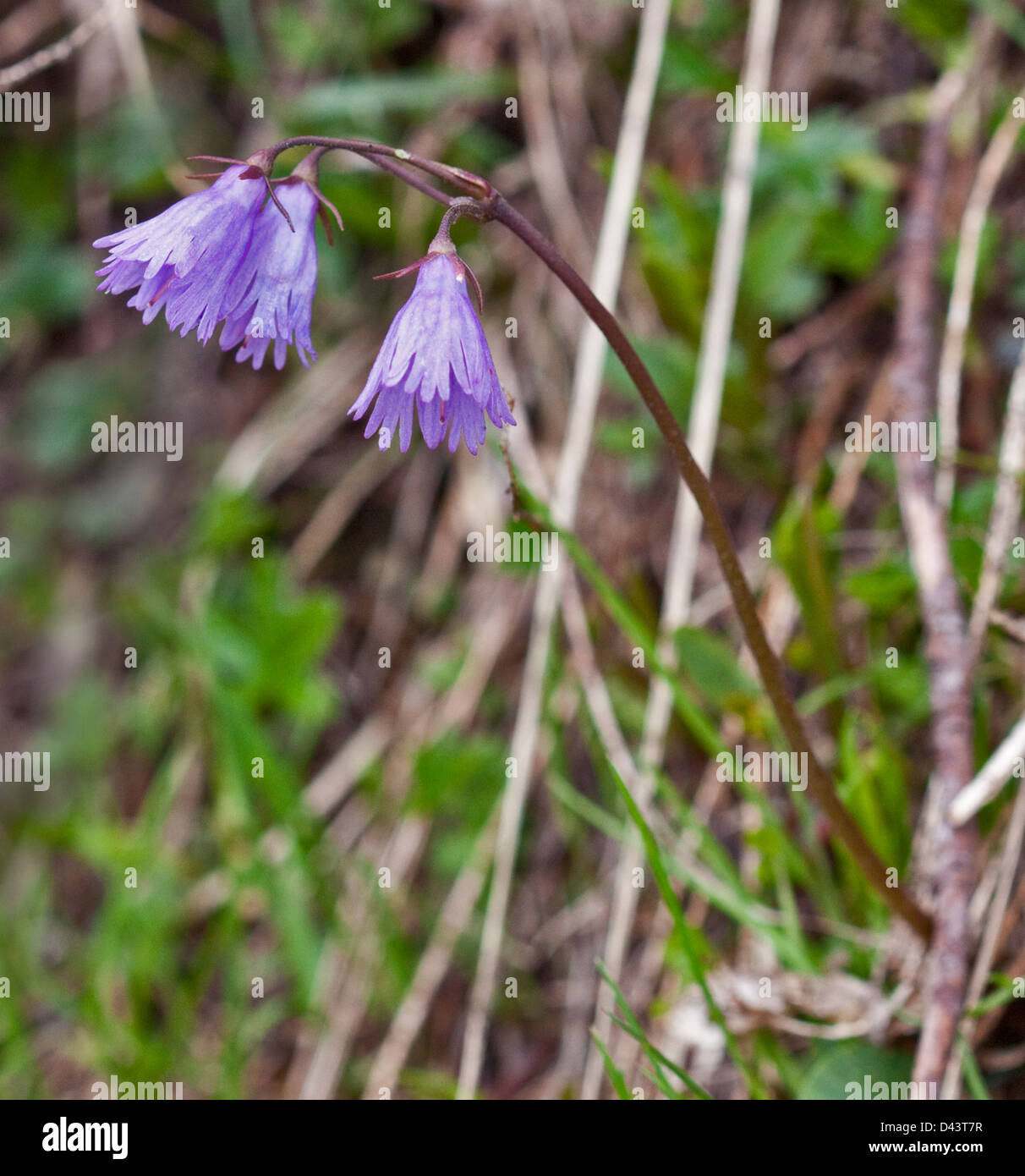 Soldanella alpina hi-res stock photography and images - Alamy