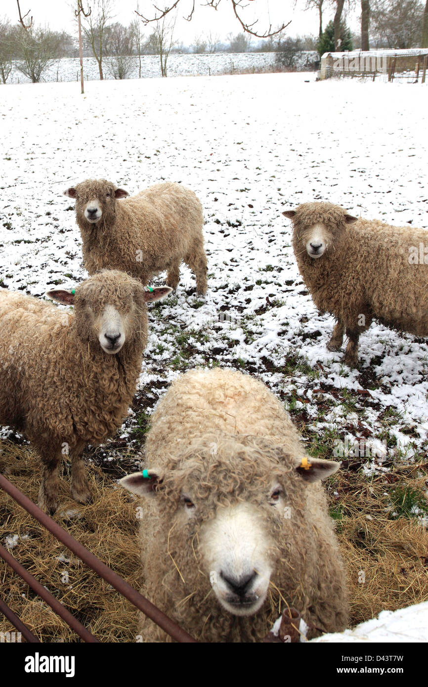 Flock of Lincolnshire Longwool Sheep, Tallington village, Lincolnshire ...