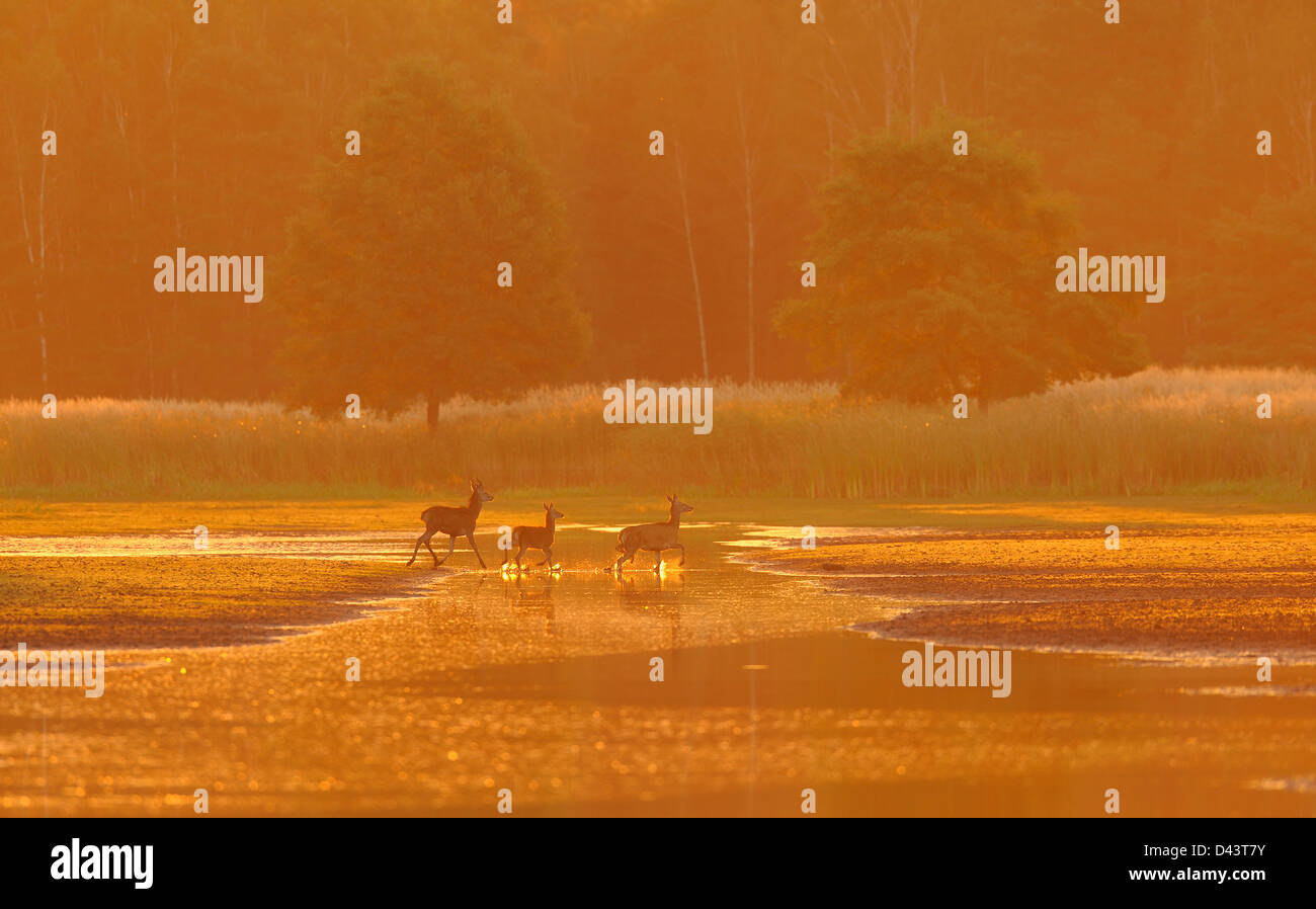 Red Deer Family, Biosphere Reserve, Upper Lusatia, Saxony, Germany ...