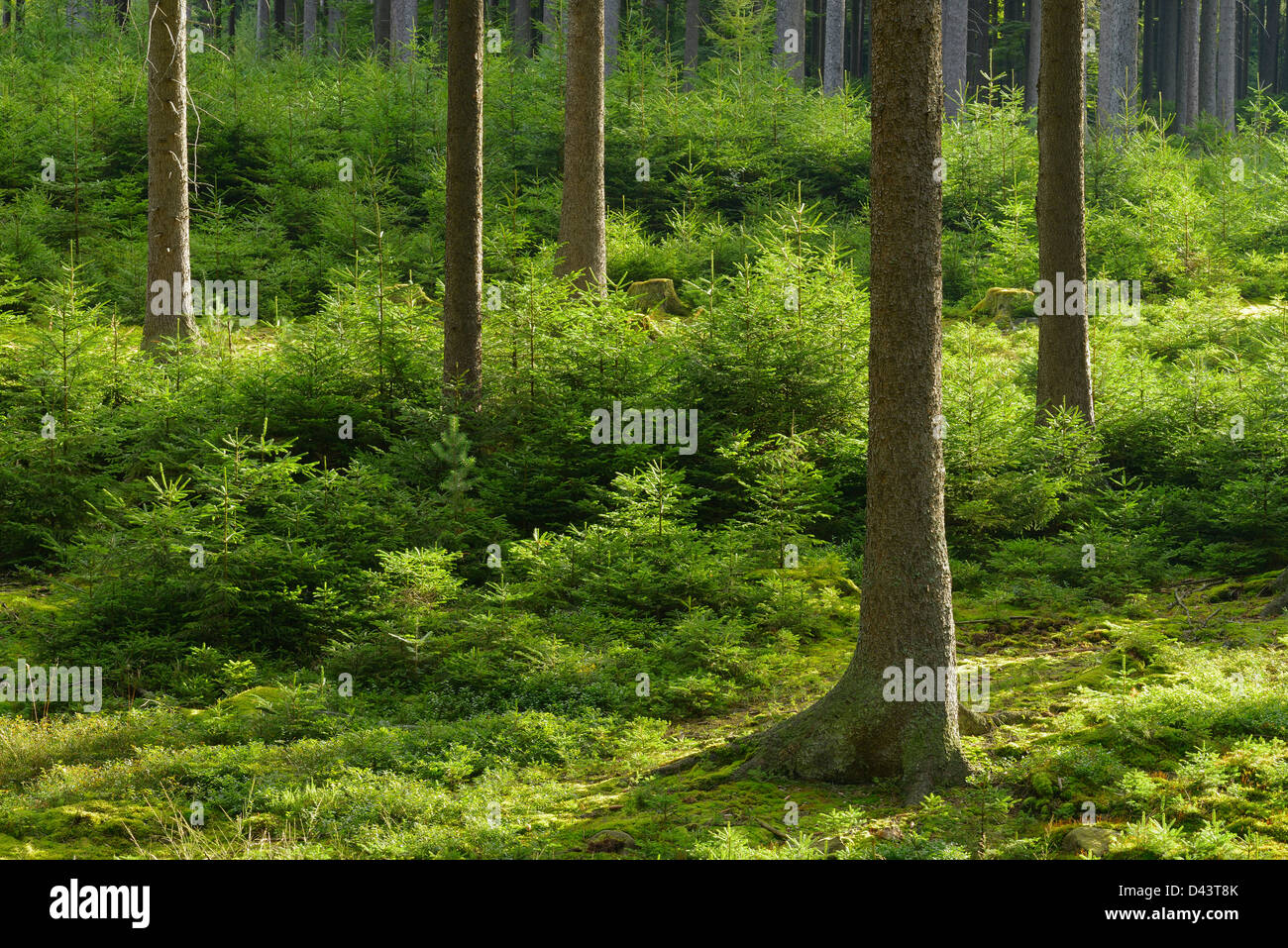 Spruce Forest, Odenwald, Hesse, Germany Stock Photo - Alamy