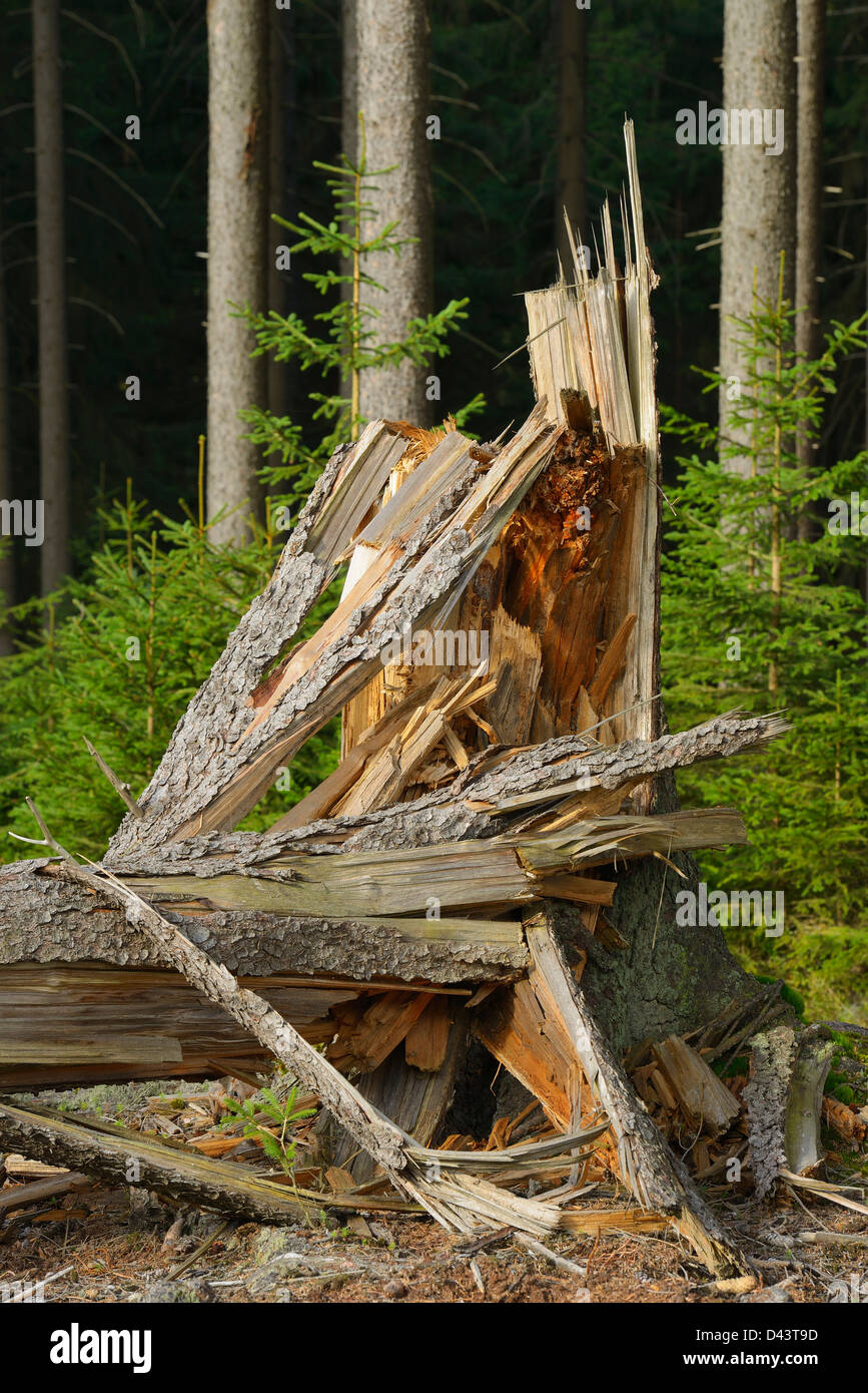 Broken Tree, Spruce Forest, Odenwald, Hesse, Germany Stock Photo - Alamy