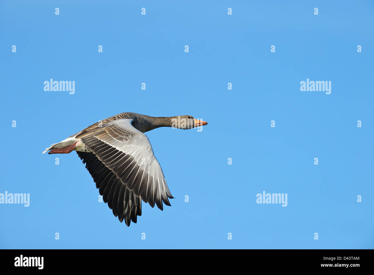 Greylag Goose, Hesse, Germany Stock Photo - Alamy