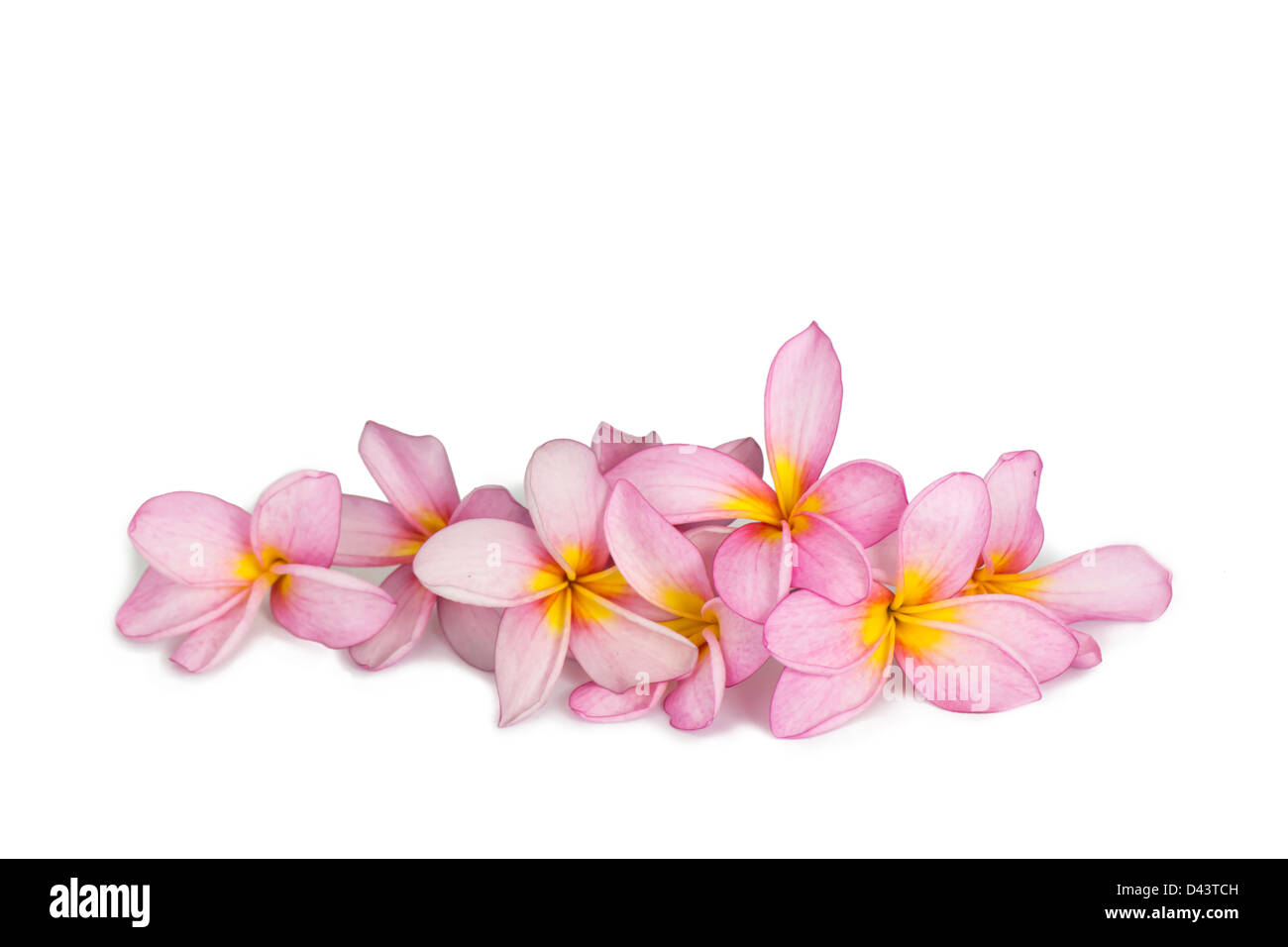 Frangipani isolated on white background Stock Photo - Alamy