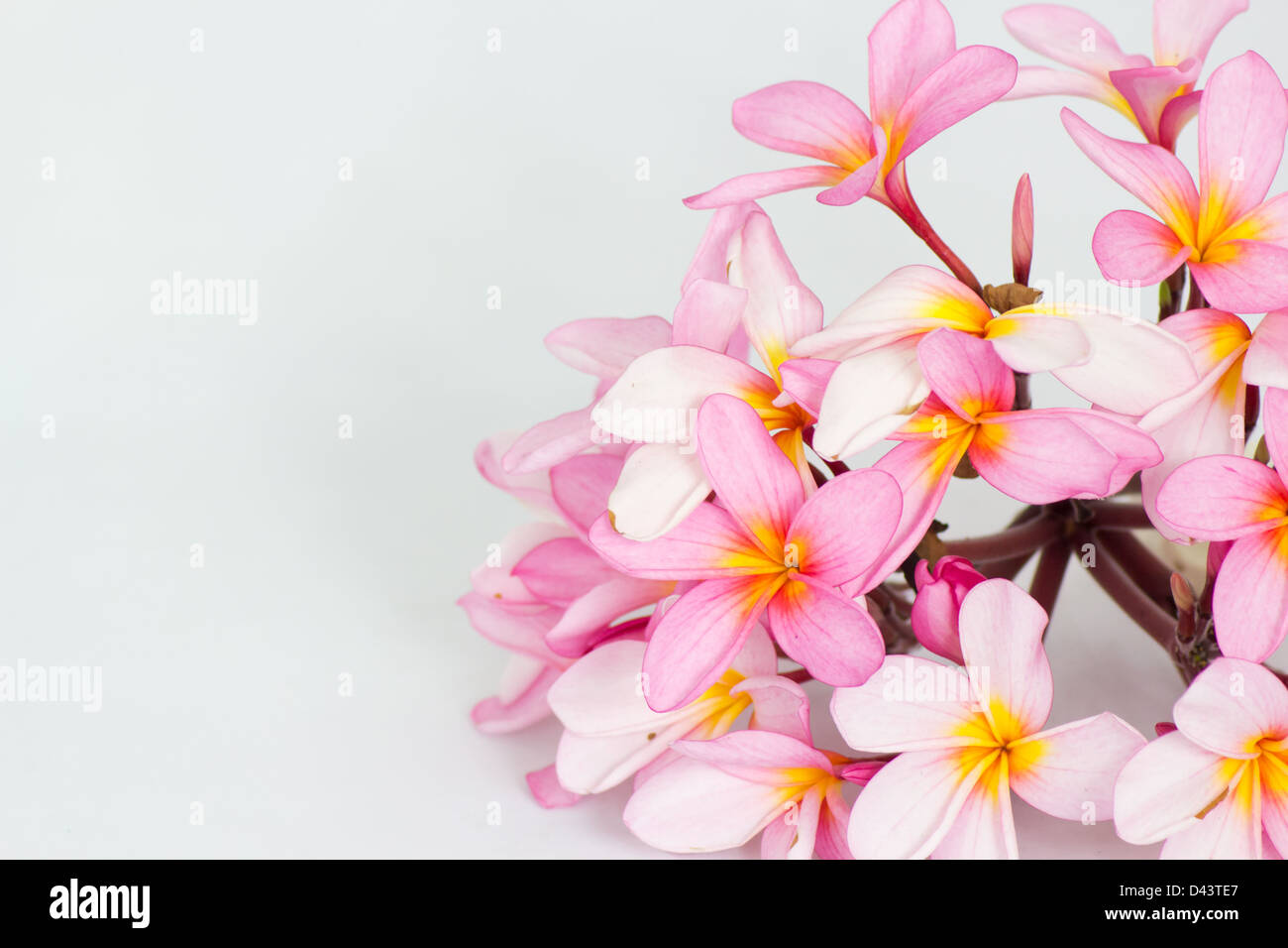 Frangipani isolated on white background Stock Photo - Alamy