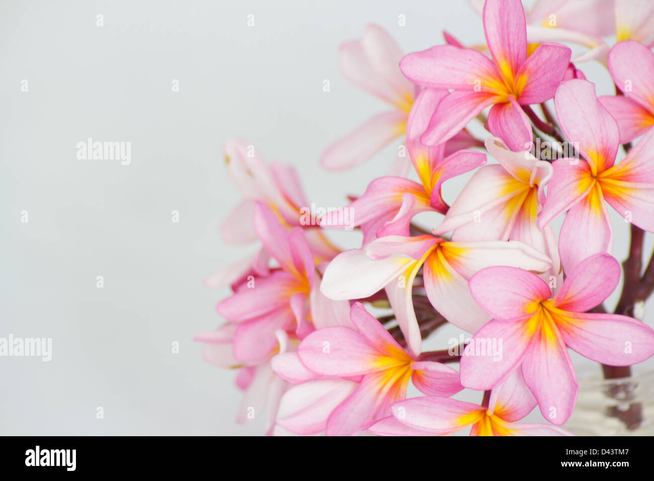 Frangipani isolated on white background Stock Photo - Alamy