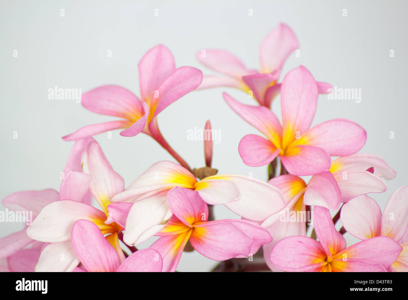 Frangipani isolated on white background Stock Photo - Alamy