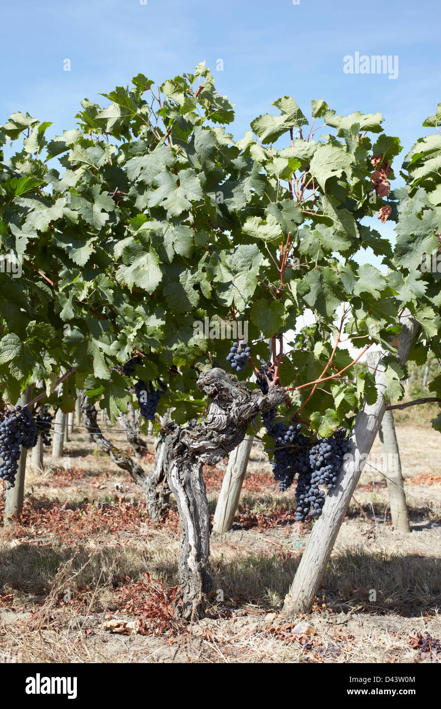 Grape Vine at Vinyard, Saint Emilion, Bordeaux Region, Gironde ...