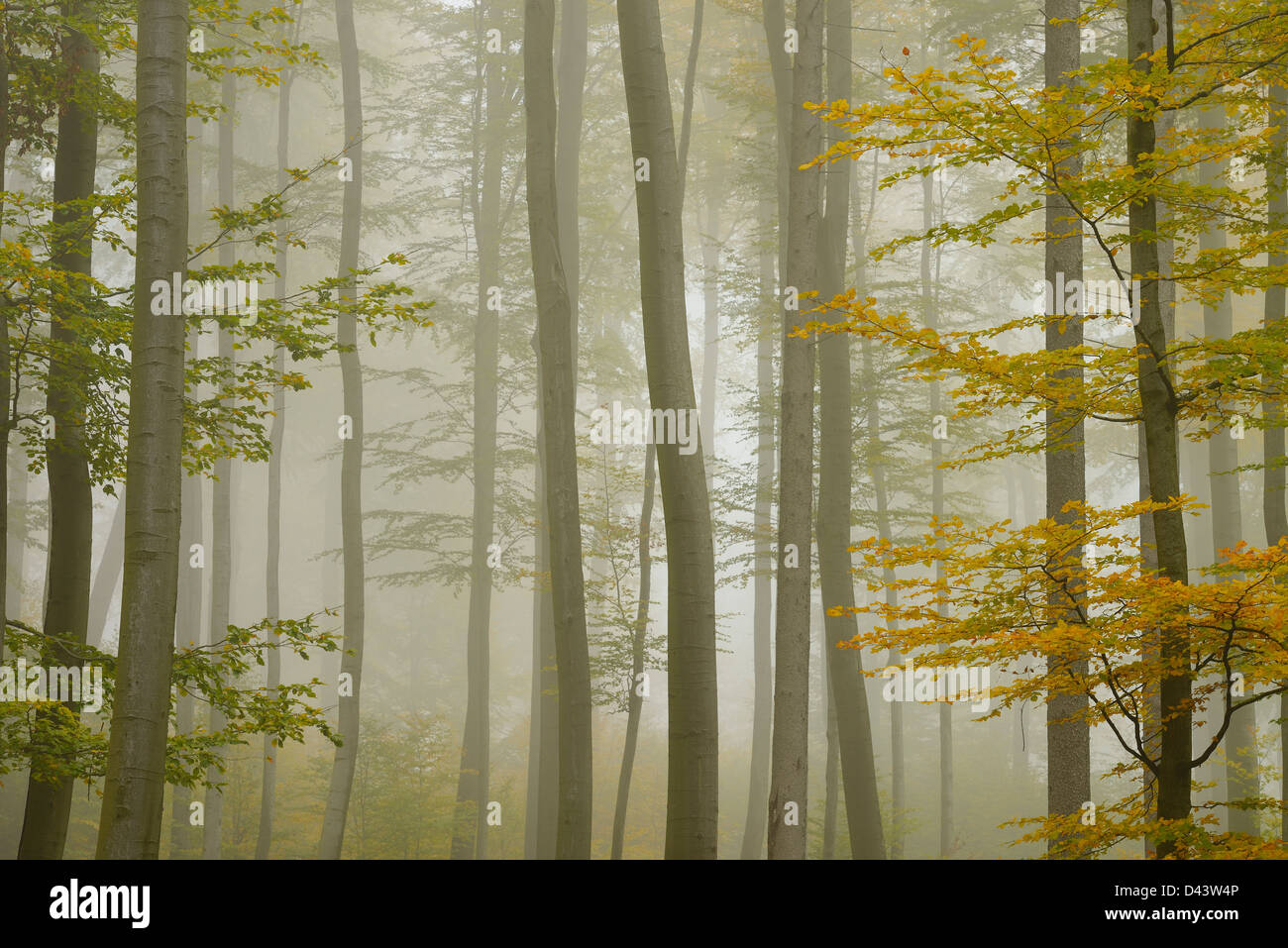 Spessart forest hi-res stock photography and images - Alamy