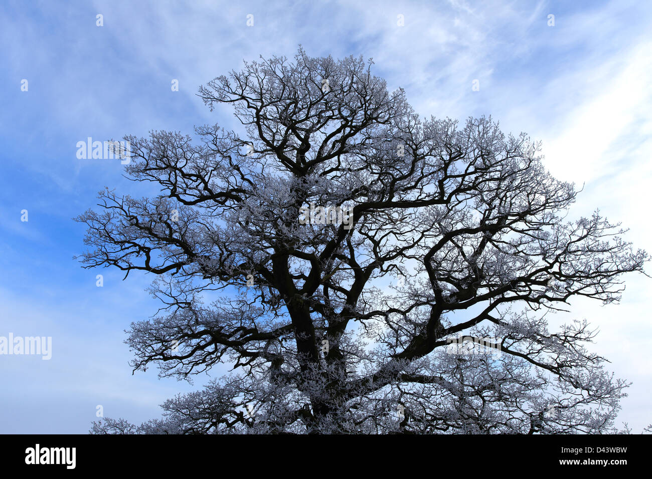 Hoare frost winter scene, Oak Tree (Quercus robur), Blatherwycke ...